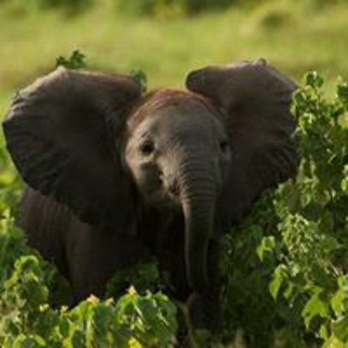 Stream Mandi Elaine Morris music | Listen to songs, albums, playlists ...