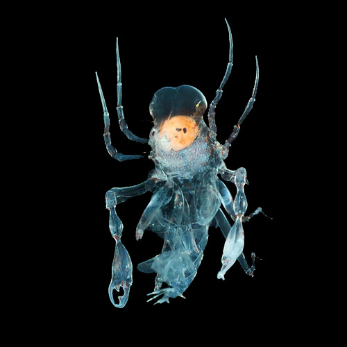 Stream Digital Plankton music | Listen to songs, albums, playlists for ...