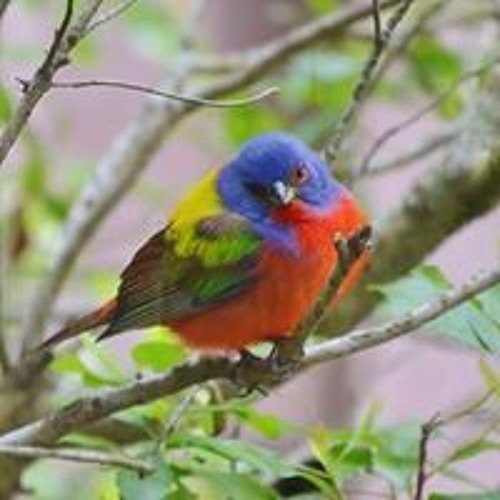 Stream Marnie Stevens music | Listen to songs, albums, playlists for ...