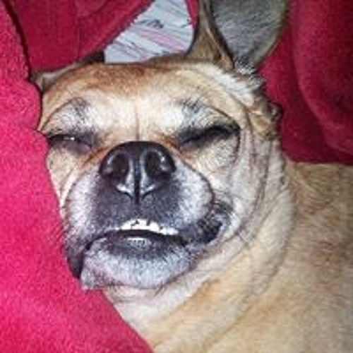 Stream Joy Ella Boogaard-Boytim | Listen to shsjd playlist online for ...