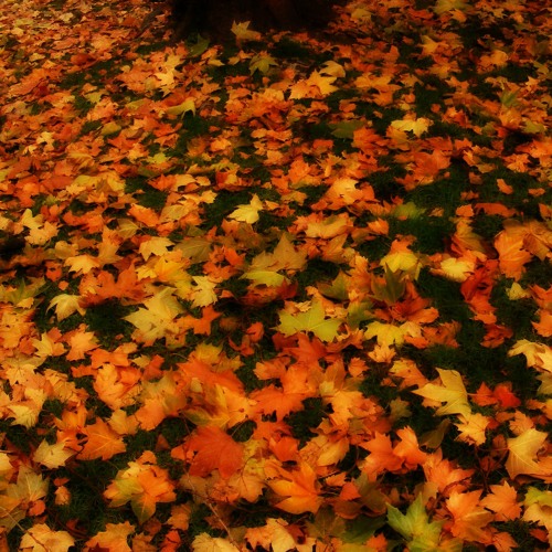 Stream Tribal_Inc music | Listen to songs, albums, playlists for free ...