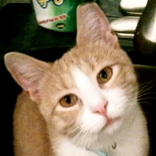 Stream Elizabeth Parikh music | Listen to songs, albums, playlists for ...