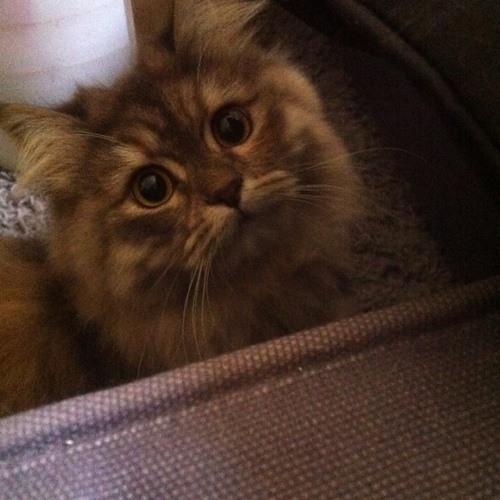 Stream hamad.jaman music | Listen to songs, albums, playlists for free ...