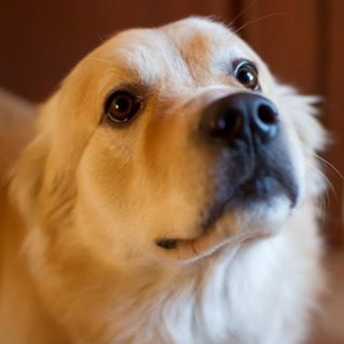 Stream Nicholas Meagher music | Listen to songs, albums, playlists for ...