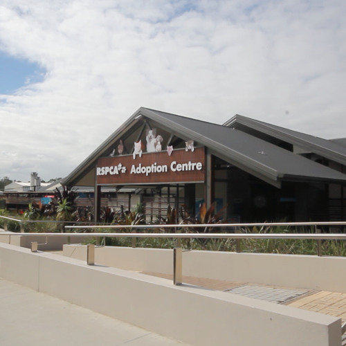 Stream Interview with Michael Beatty - RSPCA Queensland by Nick Biggs 4 ...