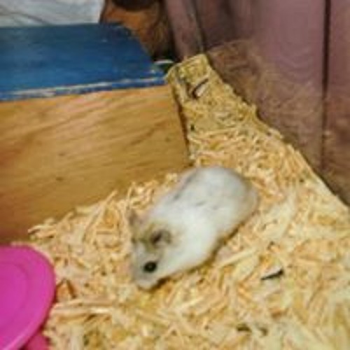 Stream Michelle Del Bojórquez music | Listen to songs, albums ...