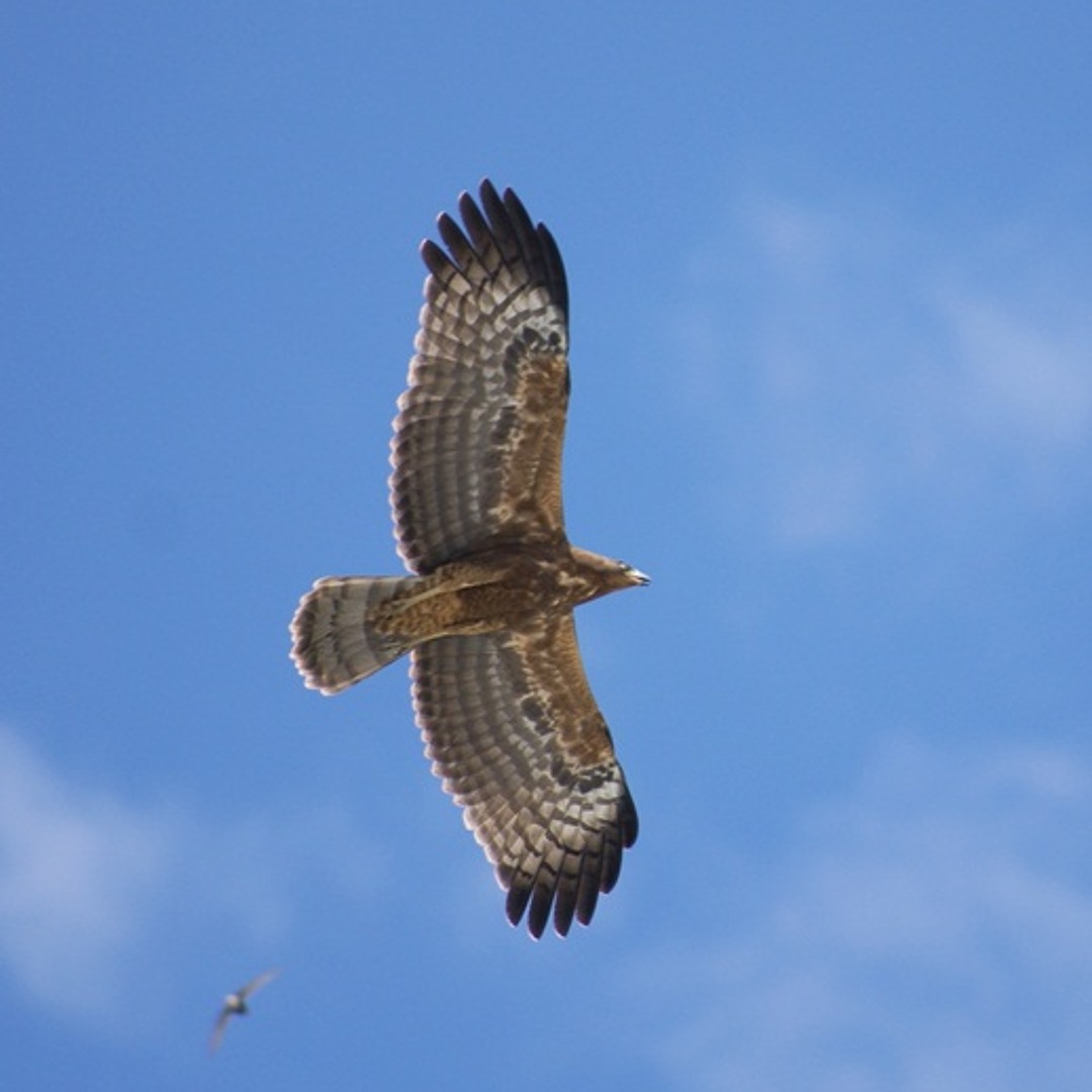 Stream Lark-like Bunting by Alan Collett | Listen online for free on ...