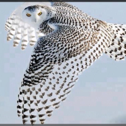 Stream Sameh Lasheen music | Listen to songs, albums, playlists for ...