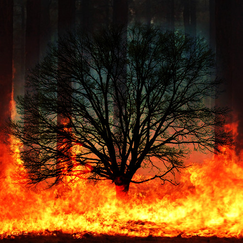 Stream Sex On Fire Cover By Fire Bad Tree Pretty Listen Online For 6140