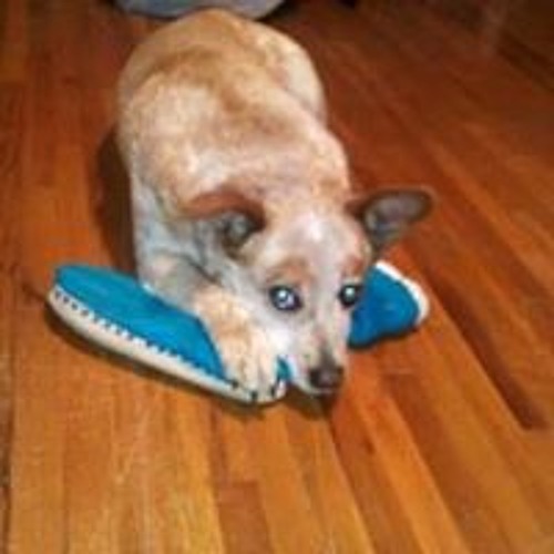 Stream Deanna Shepard music | Listen to songs, albums, playlists for ...