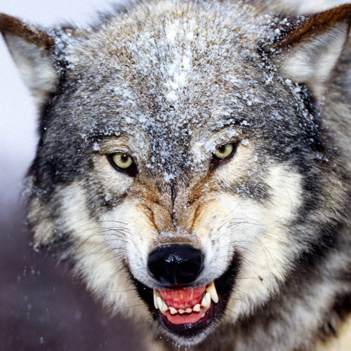 Stream Aggressive Wolf music | Listen to songs, albums, playlists for ...