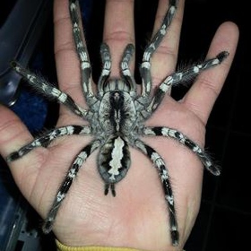 Stream Lee Tarantula Spiers music | Listen to songs, albums, playlists ...