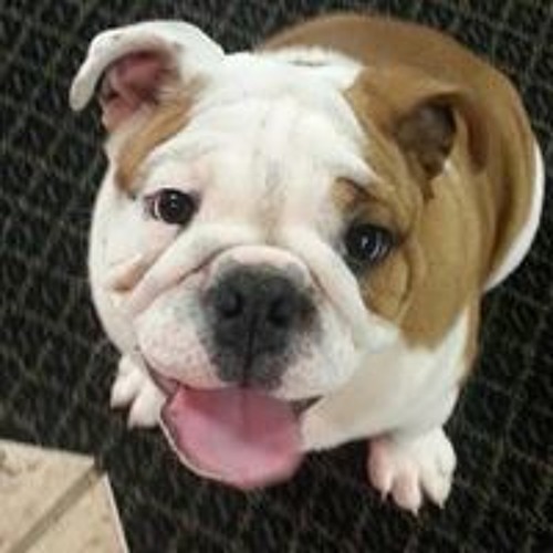 Stream Jessica Fleck Fulbright music | Listen to songs, albums ...