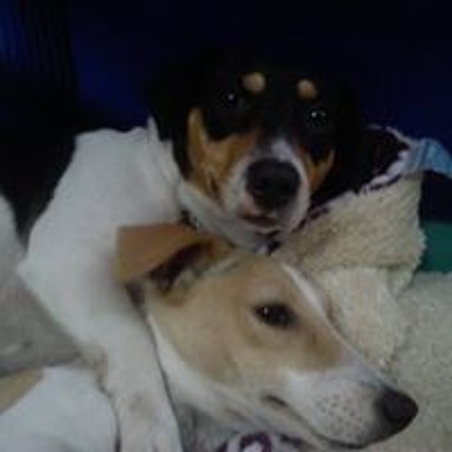 Stream Angie FC music | Listen to songs, albums, playlists for free on ...