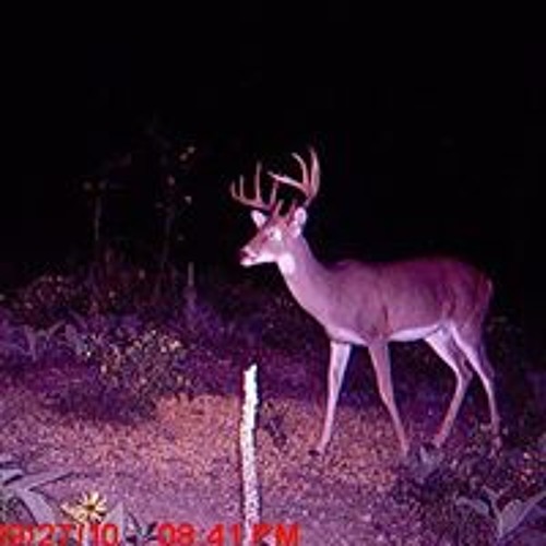 Stream Hayden Neal 2 music | Listen to songs, albums, playlists for ...