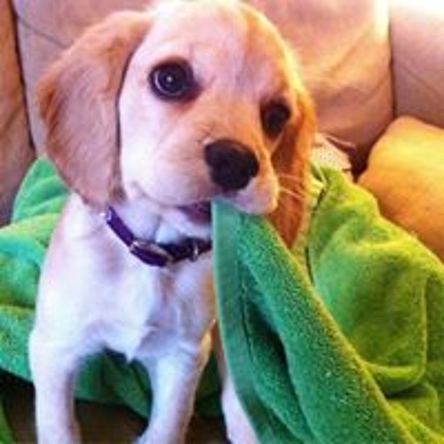 Stream Jana Sabri Hamadeh music | Listen to songs, albums, playlists ...