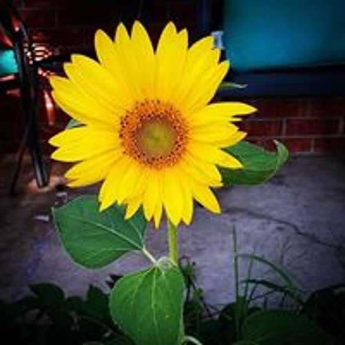 Stream Natalee Price music | Listen to songs, albums, playlists for ...