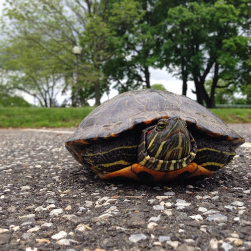 Stream Elijah Wingfield music | Listen to songs, albums, playlists for ...