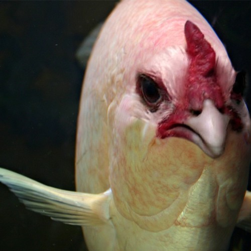 Stream Fishken music | Listen to songs, albums, playlists for free on ...