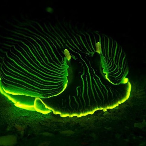 Stream Flow Creature music | Listen to songs, albums, playlists for ...