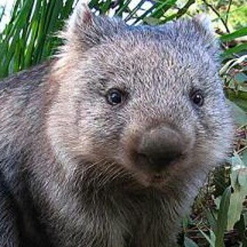 Stream wiggle_wombat music | Listen to songs, albums, playlists for ...