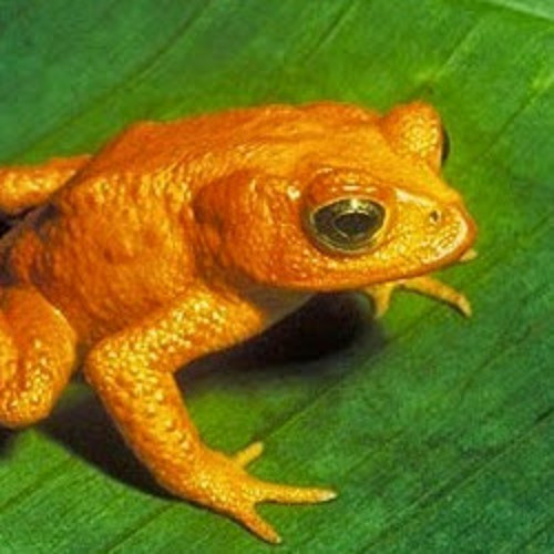 Stream Golden Toad | Listen to podcast episodes online for free on ...
