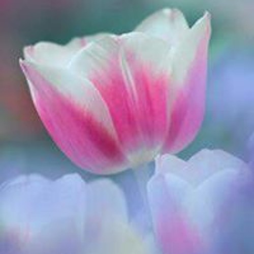 Stream Yinmyo Aye music | Listen to songs, albums, playlists for free on SoundCloud