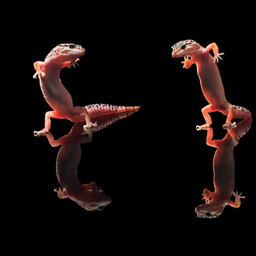 Stream Twig Snapper music | Listen to songs, albums, playlists for free ...