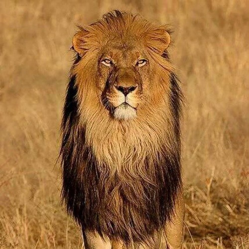 Stream Daniel Daoud 1 music | Listen to songs, albums, playlists for ...