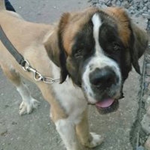 Stream Neera Bhatia music | Listen to songs, albums, playlists for free ...