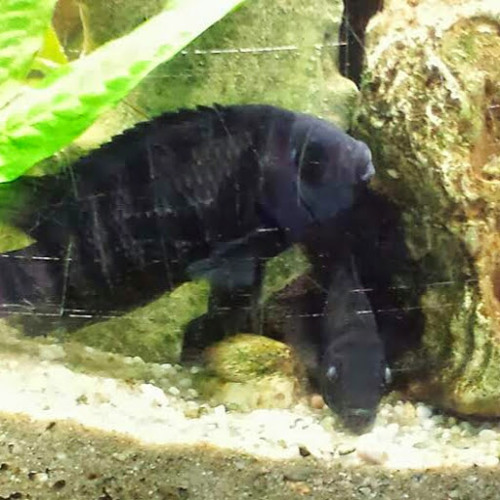 Stream ramin rezai 1 music | Listen to songs, albums, playlists for ...