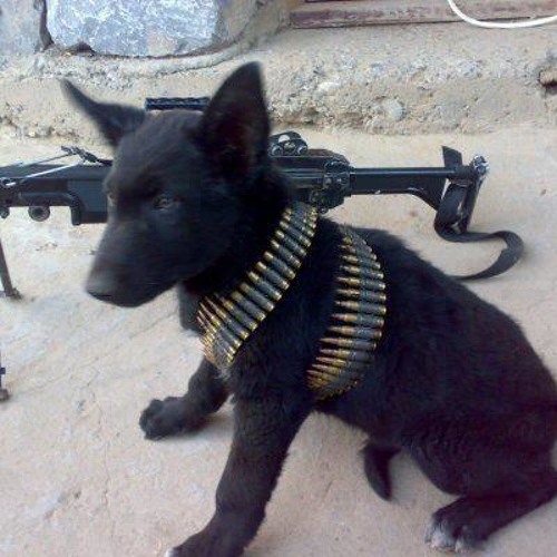 Stream Machine Gun Pup music | Listen to songs, albums, playlists for ...