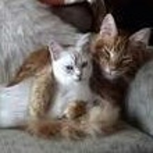 Stream lost_file music | Listen to songs, albums, playlists for free on ...