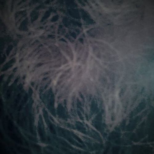 Stream Beardzum music | Listen to songs, albums, playlists for free on ...