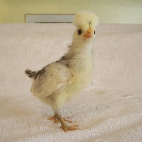 Stream Aaron Magnus music | Listen to songs, albums, playlists for free ...