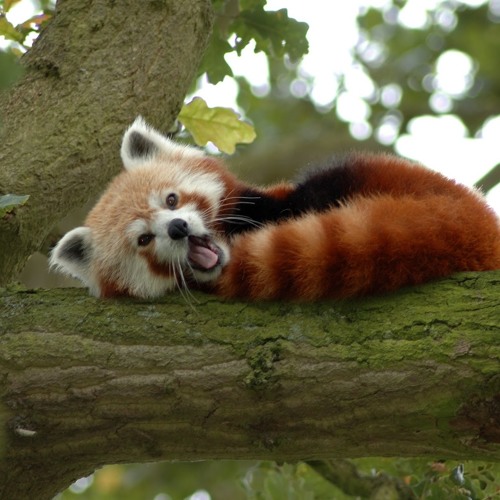 Stream androgynous animal music | Listen to songs, albums, playlists ...