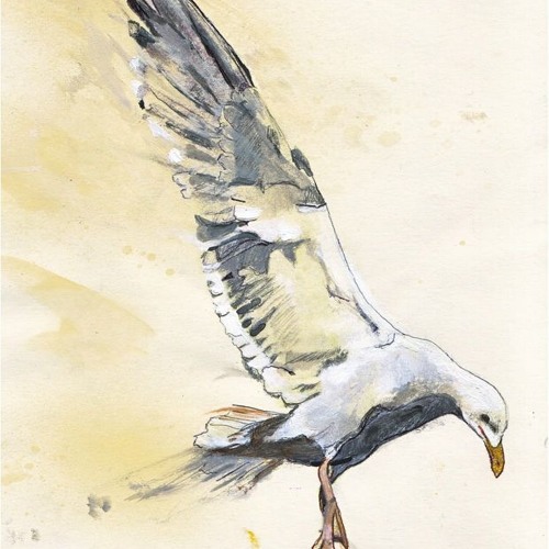 Stream Seven Seagulls music | Listen to songs, albums, playlists for ...