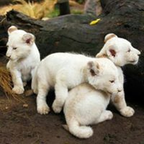 Stream Azza Hassan 20 music | Listen to songs, albums, playlists for ...