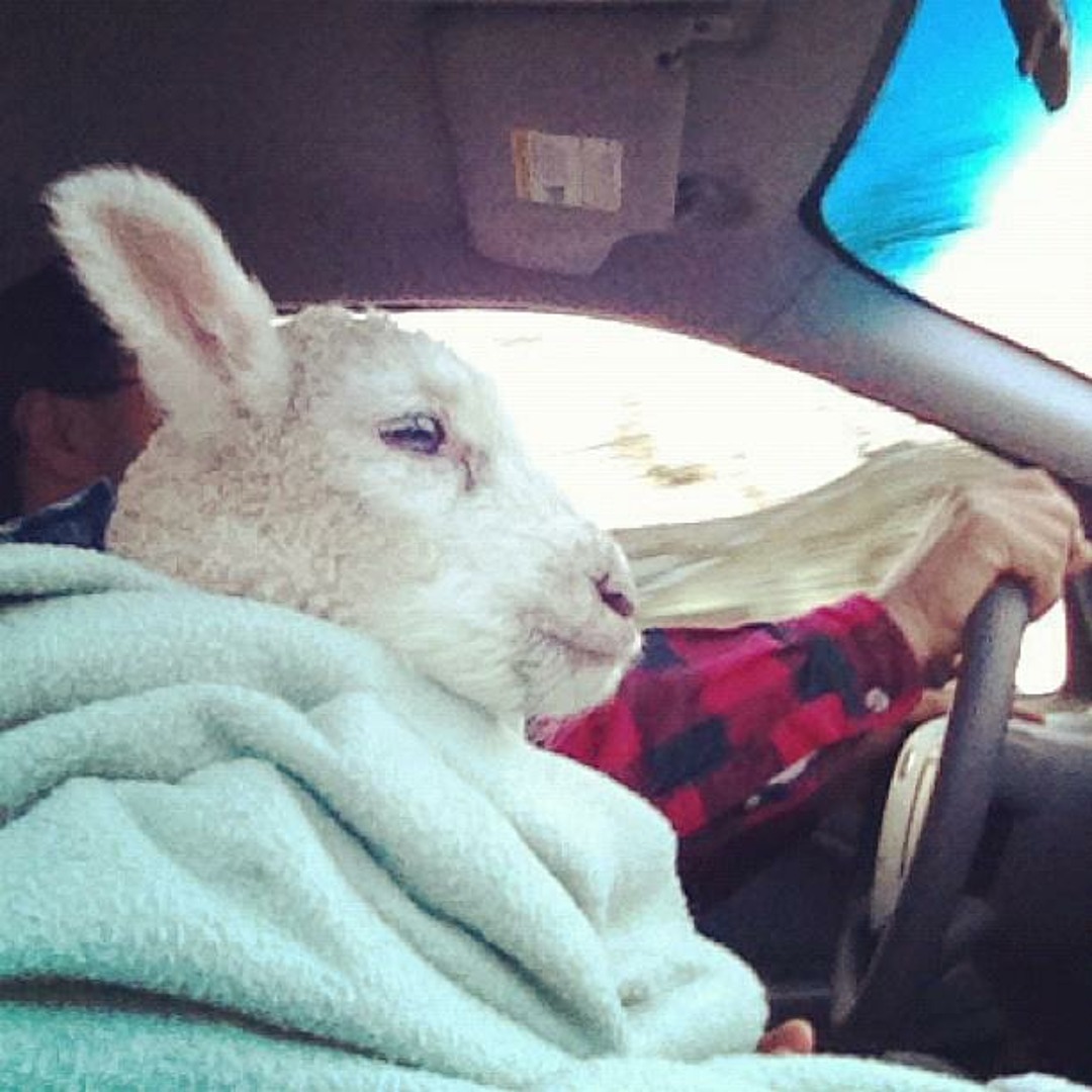 Stream Shark Tank - Out for a rip by GoatTheMinge | Listen online for ...