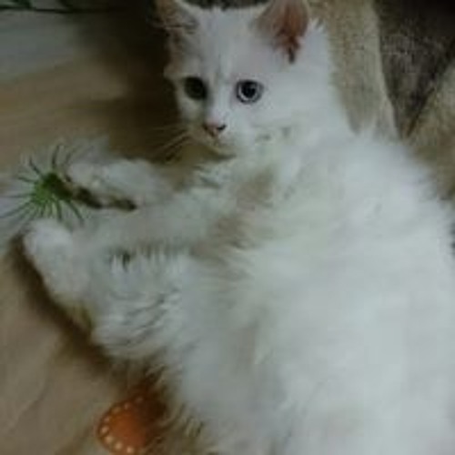 Stream Amina Mostafa 5 music | Listen to songs, albums, playlists for ...