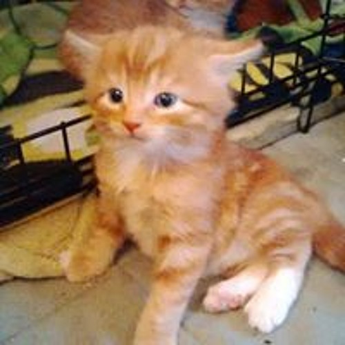 Stream Julie Keith music | Listen to songs, albums, playlists for free ...