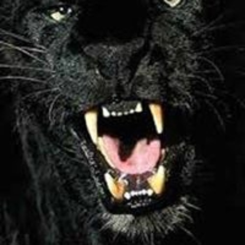 Stream Princess Panther music | Listen to songs, albums, playlists for ...