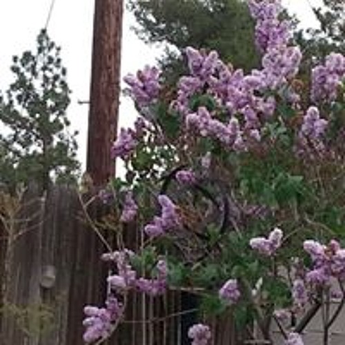 Stream Amanda Alvarez- Bonfiglio music | Listen to songs, albums ...