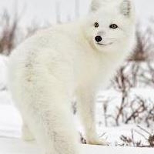 Stream Logan Hatch 1 music | Listen to songs, albums, playlists for ...