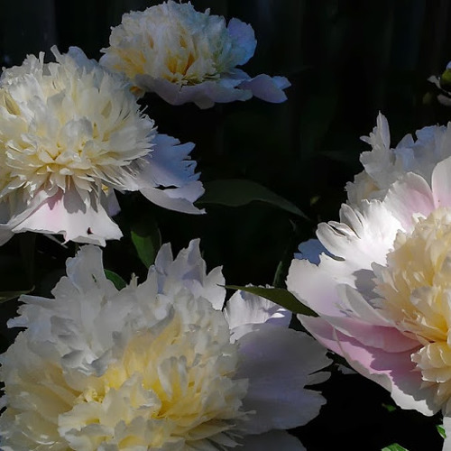 Stream alicechliew music | Listen to songs, albums, playlists for free ...