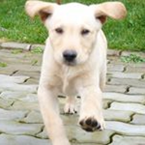 Stream Bodea Andreea 1 music | Listen to songs, albums, playlists for ...