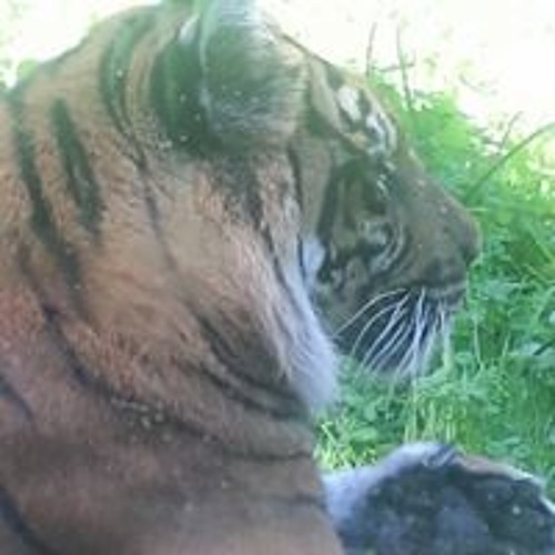 Stream Rebecca Prasad music | Listen to songs, albums, playlists for ...