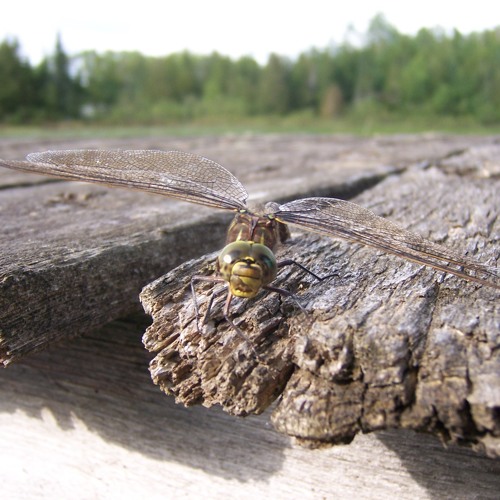 Stream Kai Ringen music | Listen to songs, albums, playlists for free ...