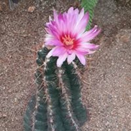 Stream Pyone Cho 4 music | Listen to songs, albums, playlists for free ...