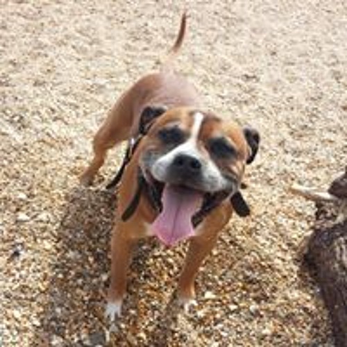 Stream Paul Steven Hoare music | Listen to songs, albums, playlists for ...